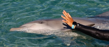 Dolphins in Captivity | Frequently Asked Questions | World Animal ...