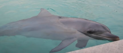 Dolphins in Captivity | Frequently Asked Questions | World Animal ...