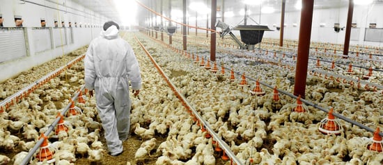 Animals in farming | World Animal Protection