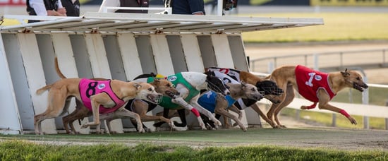 Animals in Sport | Rodeo, Horse Racing & other cruel sports