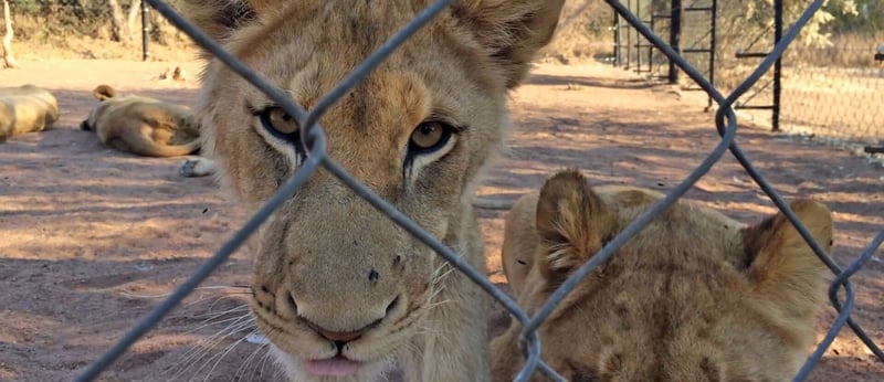 Significant milestone towards ending cruel captive lion breeding and trophy hunting activities ...