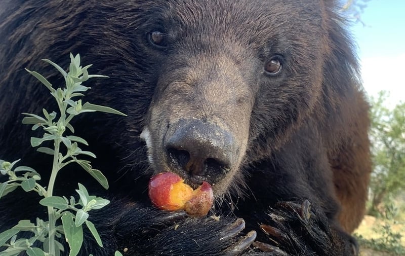 Bears of Balkasar enjoy some sweet nectarine treats