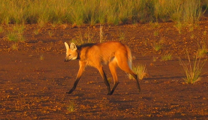 Maned wolves in Brazil protected from drowning