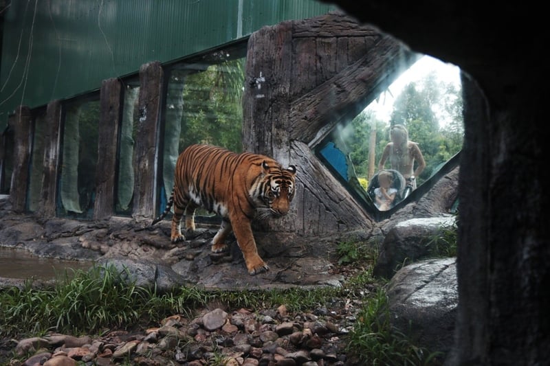 Dreamworld tiger incident in Australia shines spotlight on cruel ...