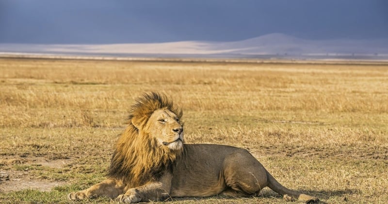 5 famous lions from popular culture