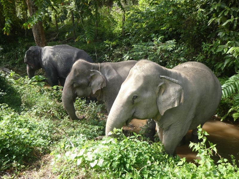 You’re feeding hungry elephants in Thailand