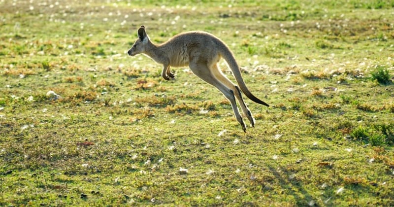 Five facts about kangaroos
