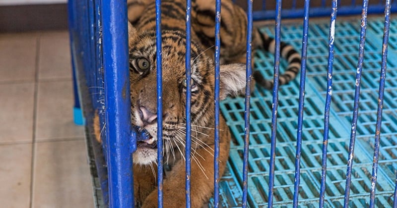 Coronavirus: we must unite to end wildlife exploitation