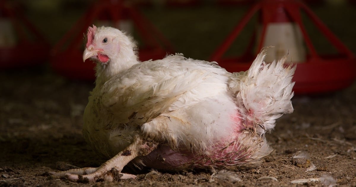 Call on KFC New Zealand to Give Chickens Better Lives | World Animal ...