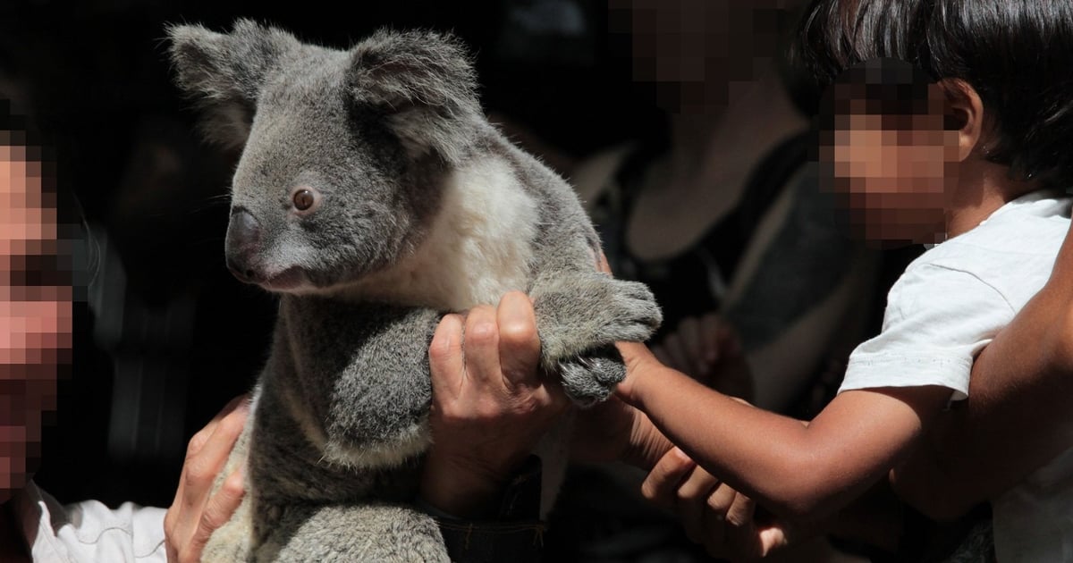 koala ears spotlight