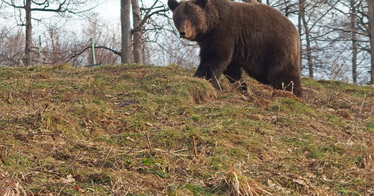 Celebrating the 10th anniversary of our Romanian bear sanctuary