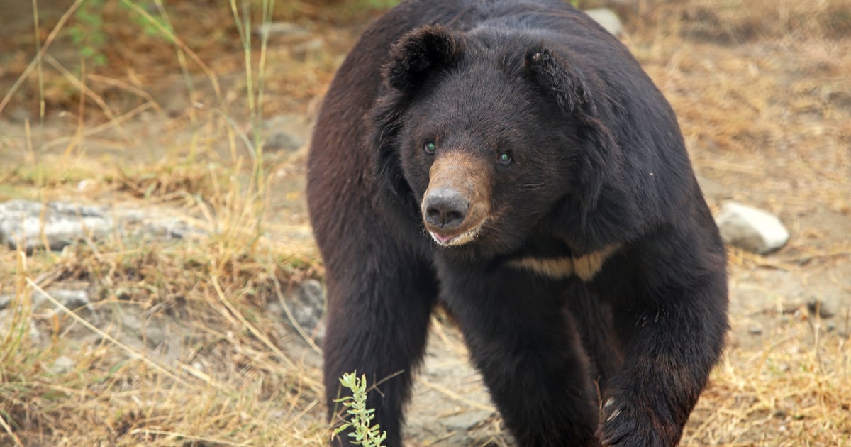 Survivors at home in special sanctuary for disabled bears