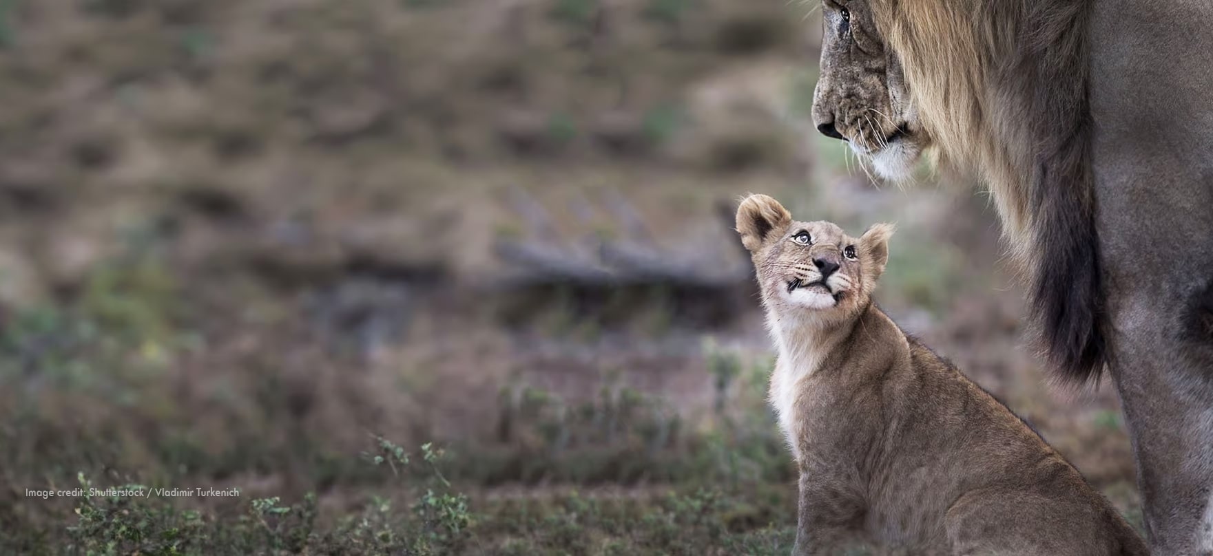 World Animal Protection | Move the world to protect animals