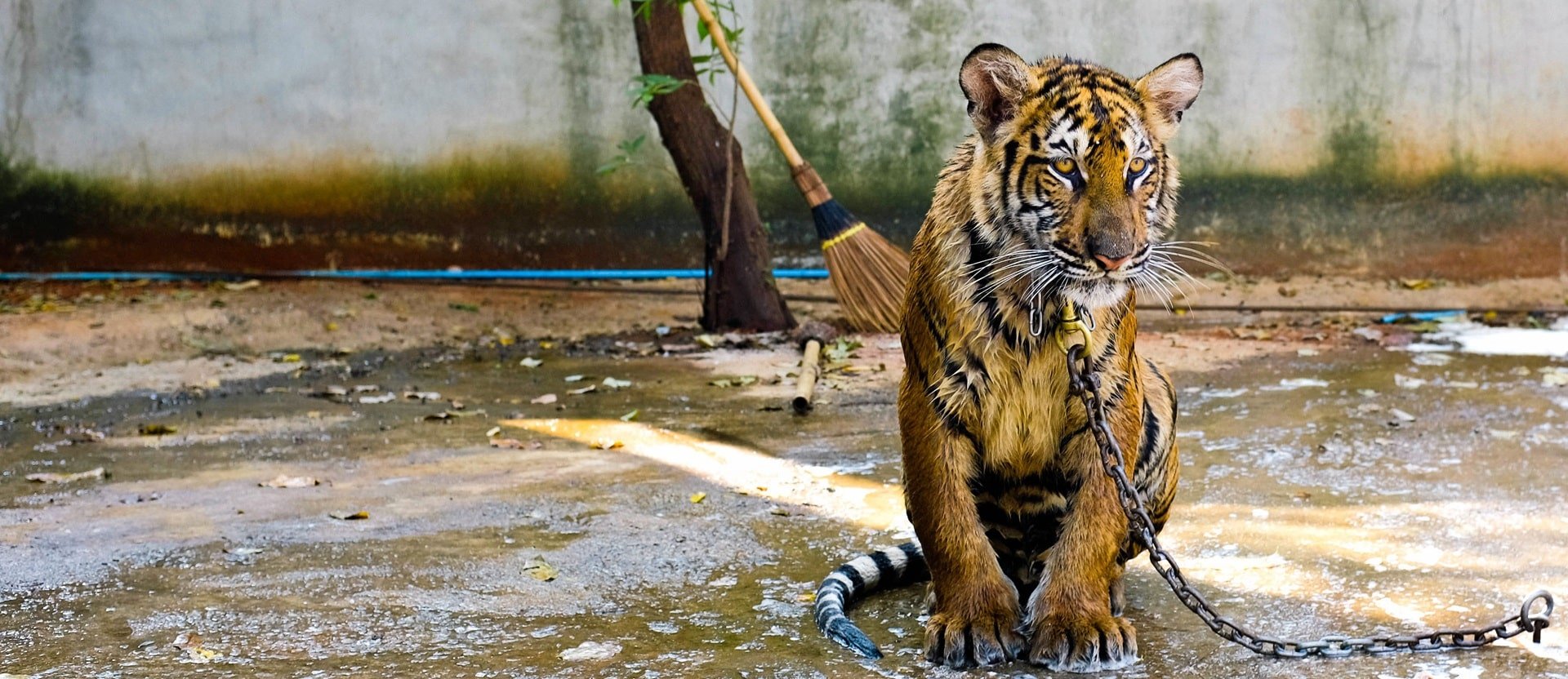 World Animal Protection | Move the world to protect animals