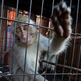 World Animal Protection | Move the world to protect animals