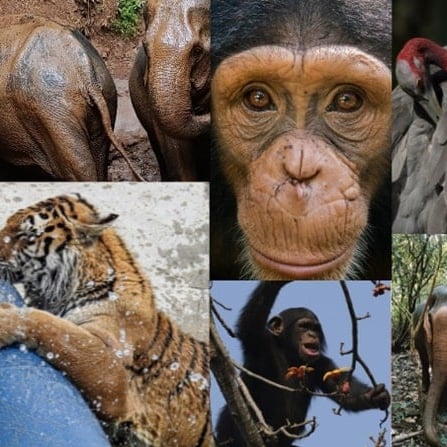 Celebrating unique wild animal personalities: Vote now!