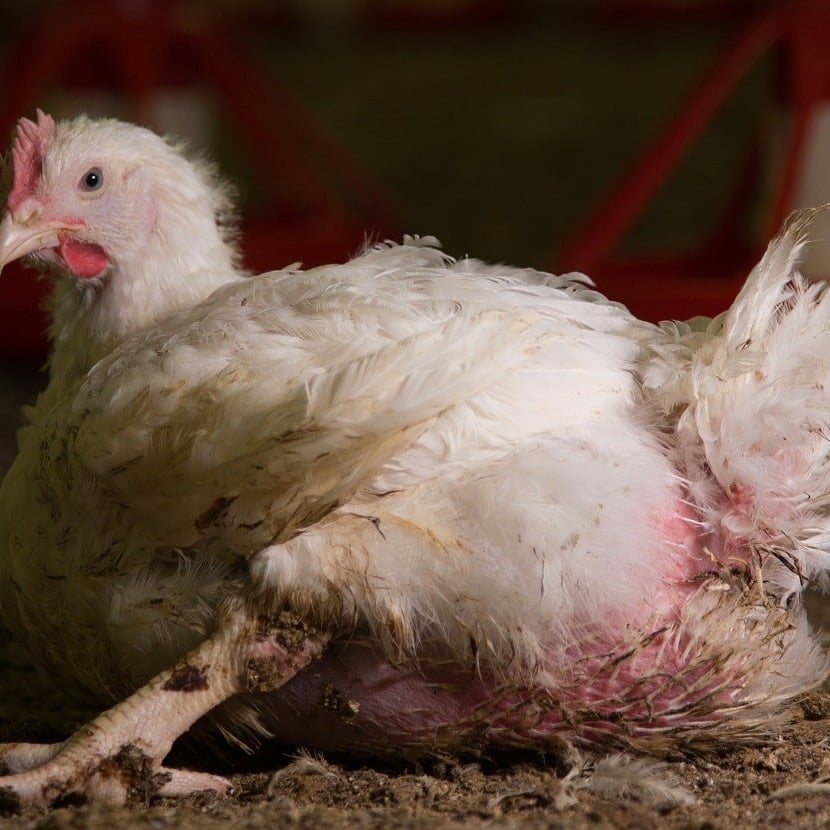 Call on KFC New Zealand to Give Chickens Better Lives | World Animal ...