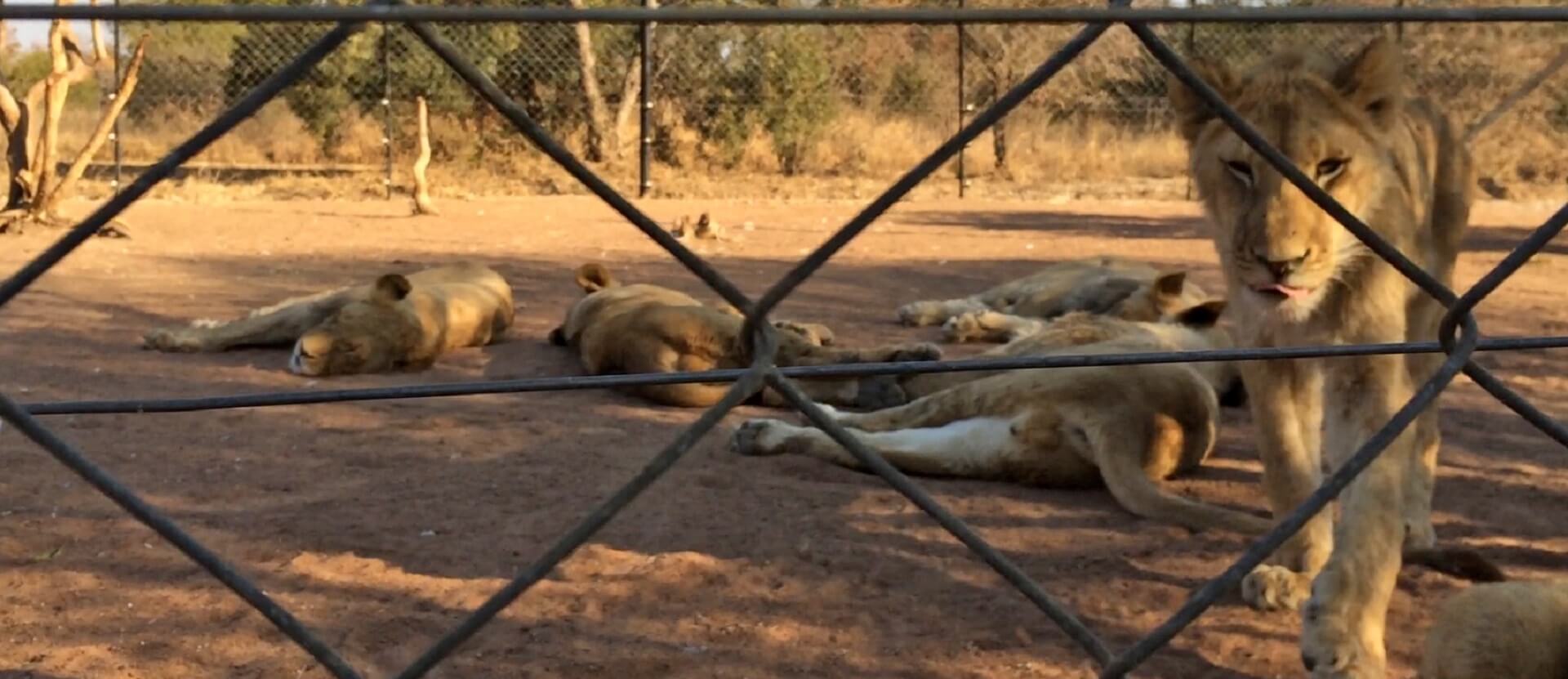 Significant milestone towards ending cruel captive lion breeding and trophy hunting activities ...