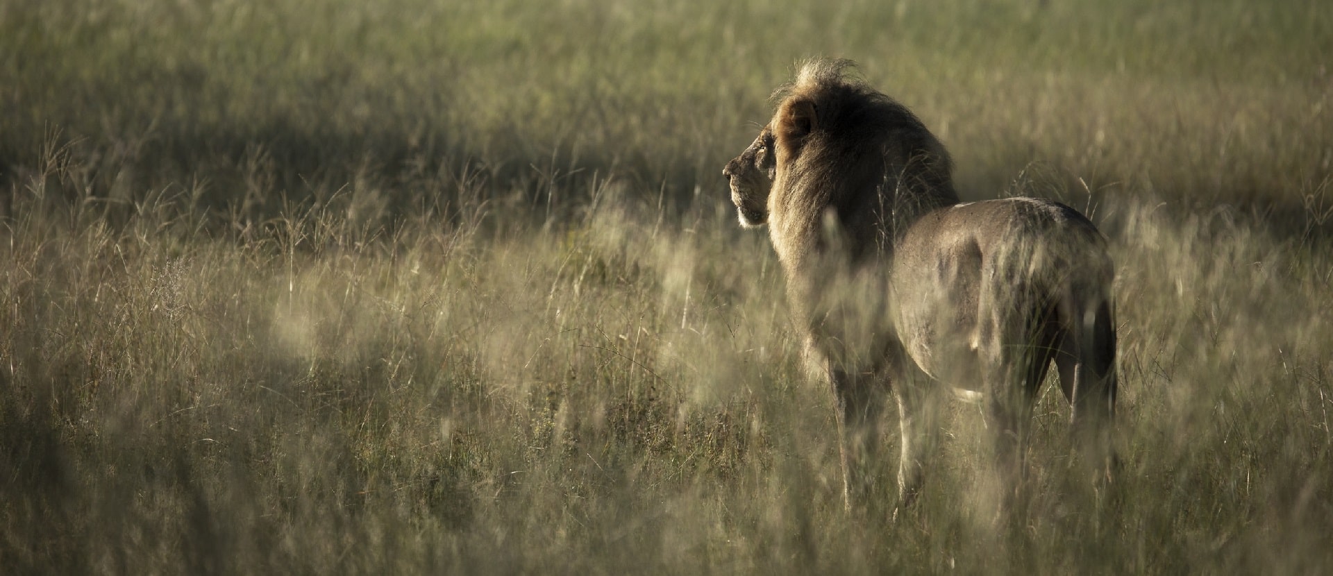 Significant milestone towards ending cruel captive lion breeding and trophy hunting activities ...