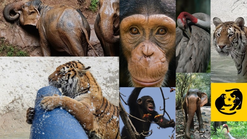 Celebrating unique wild animal personalities: Vote now!