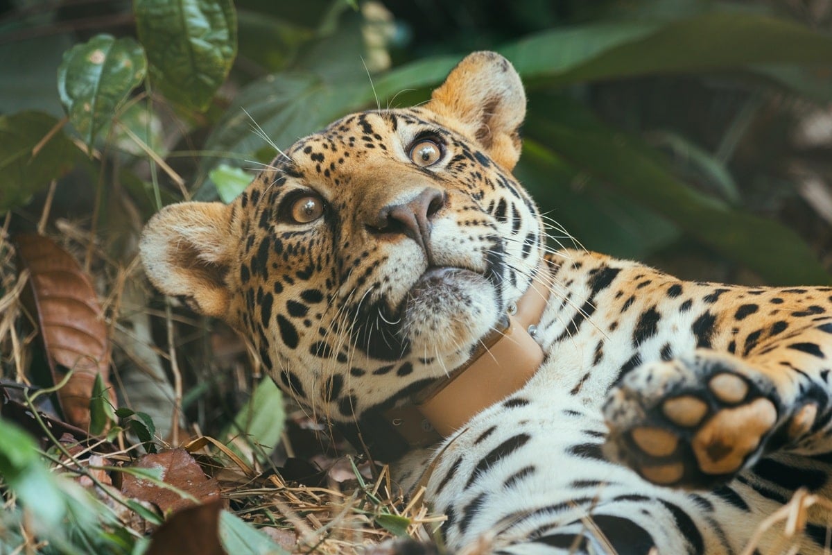 Jaguar Xamã makes his triumphant return to the wild