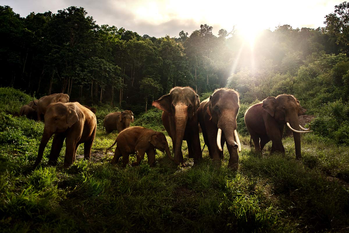 Become an Animal Protector | Join The Fight For Animals