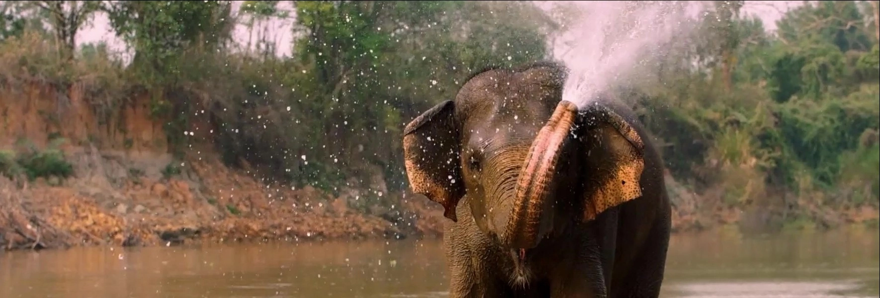 How to Leave a Gift in Your Will | FREE Guide | World Animal Protection