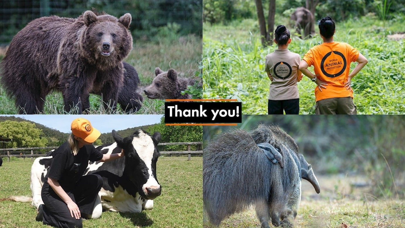 What does World Animal Protection NZ do?